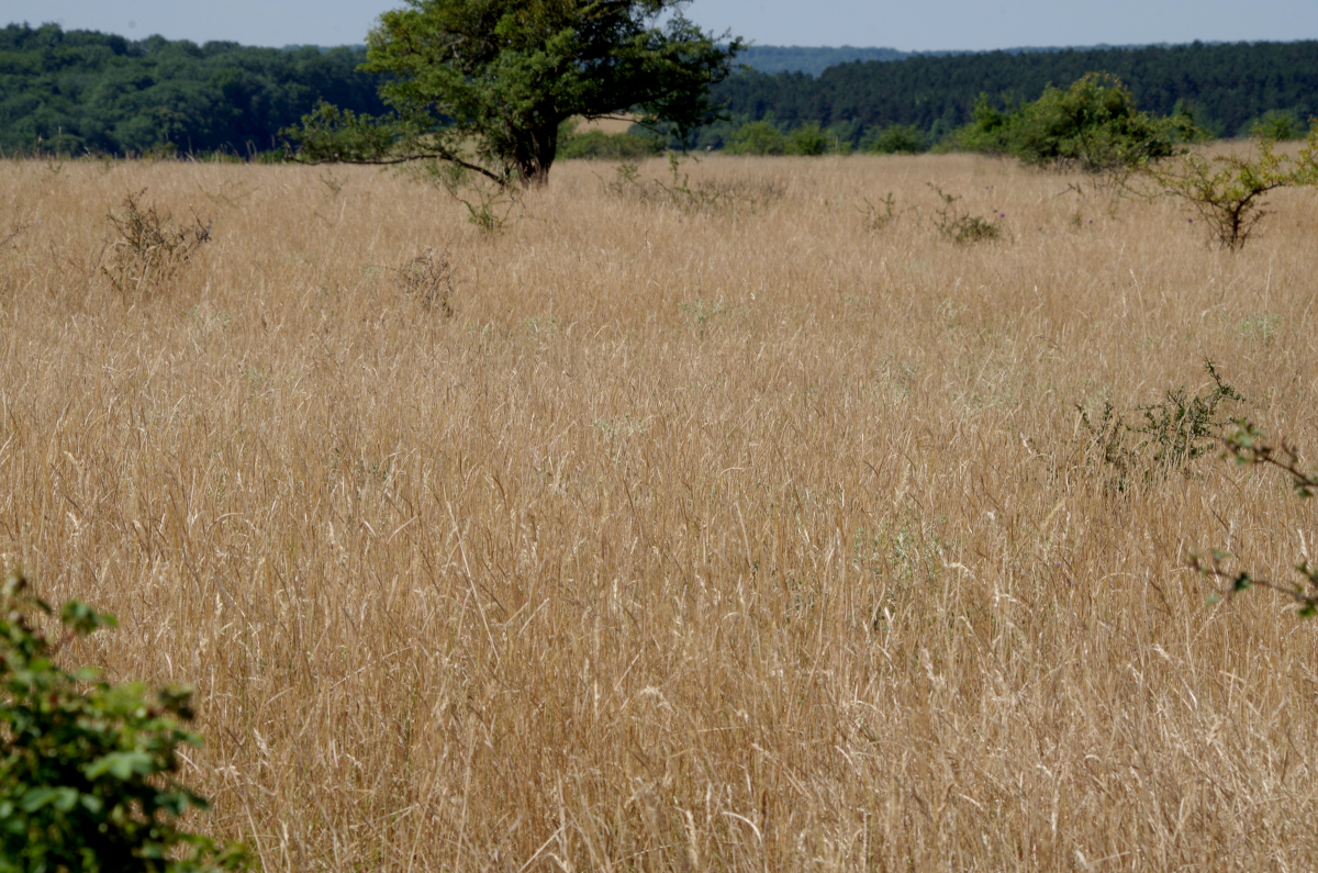 2015, un automne printanier – Pelouses calcaires, Lorry-Mardigny